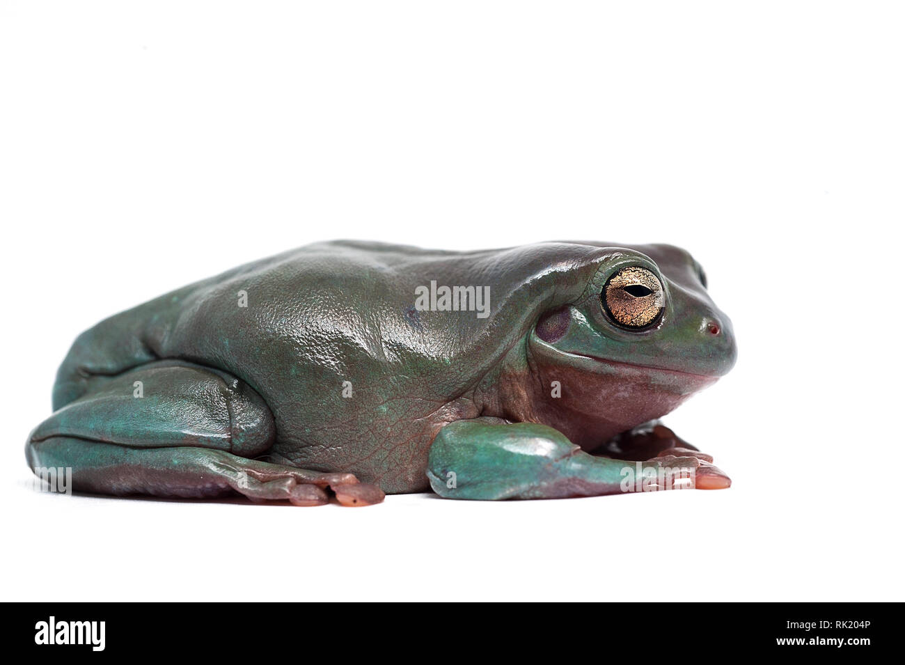 blue Giant flying frog isolated on white background Stock Photo - Alamy