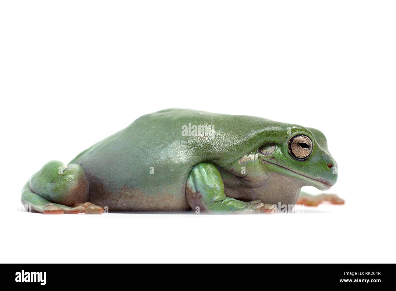 blue Giant flying frog isolated on white background Stock Photo - Alamy