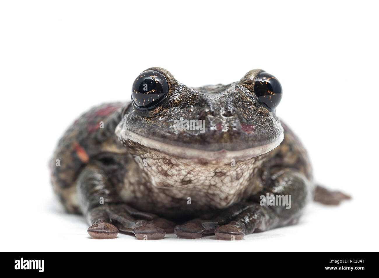 blue Giant flying frog isolated on white background Stock Photo - Alamy