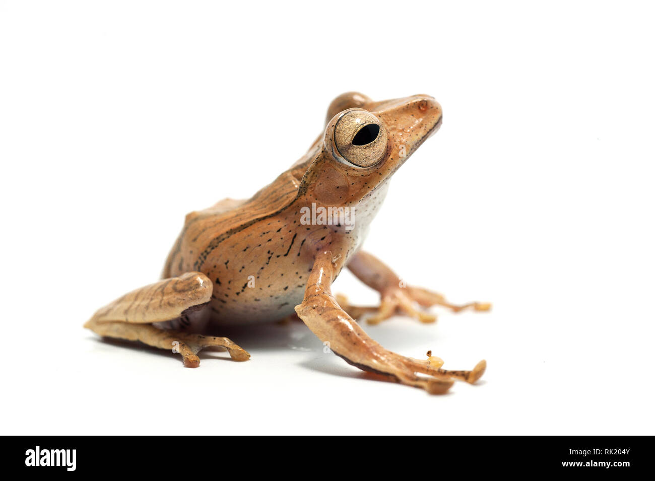 blue Giant flying frog isolated on white background Stock Photo - Alamy