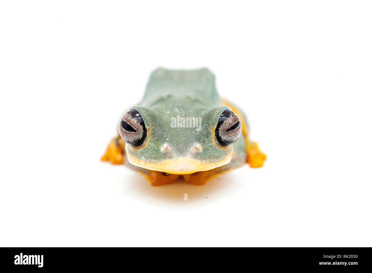 blue Giant flying frog isolated on white background Stock Photo - Alamy