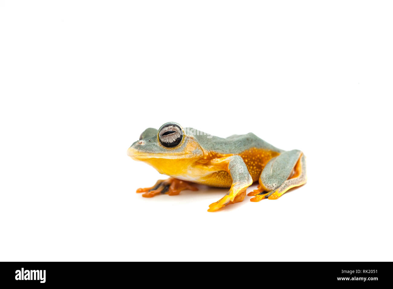 blue Giant flying frog isolated on white background Stock Photo - Alamy