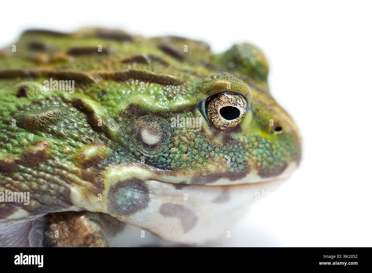 The African bullfrog isolated on white background Stock Photo - Alamy