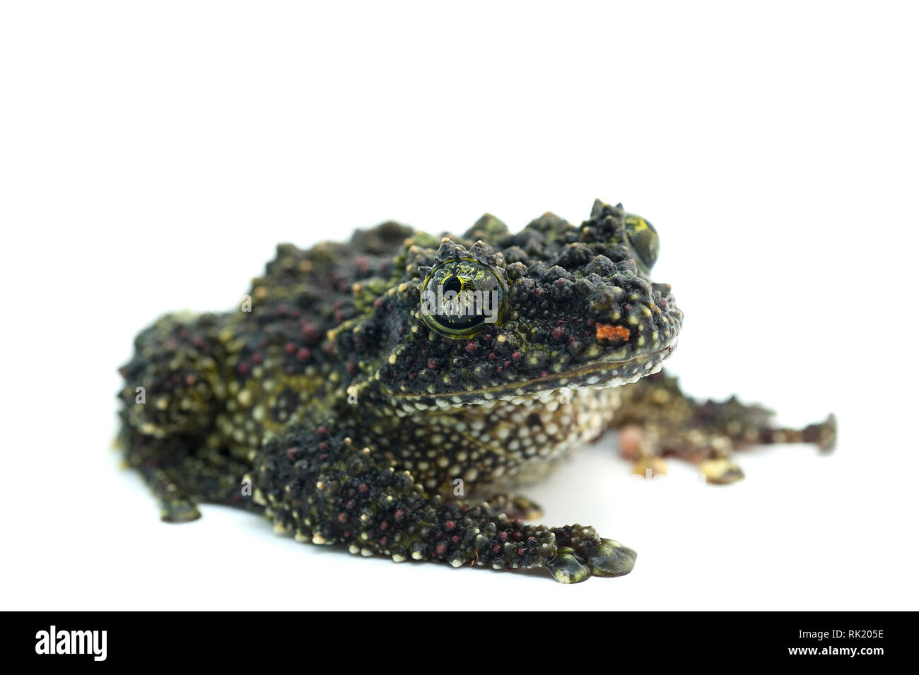 Vietnamese Mossy Frog isolated on white background Stock Photo - Alamy