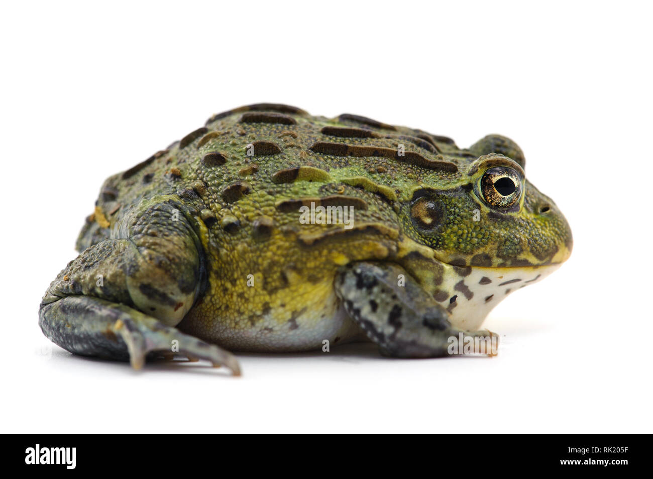 The African bullfrog isolated on white background Stock Photo - Alamy