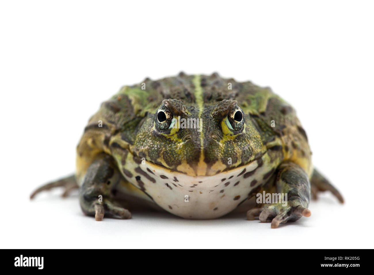 The African bullfrog isolated on white background Stock Photo - Alamy