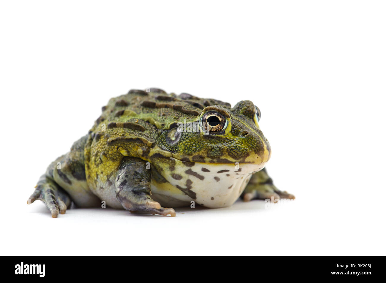 The African bullfrog isolated on white background Stock Photo - Alamy