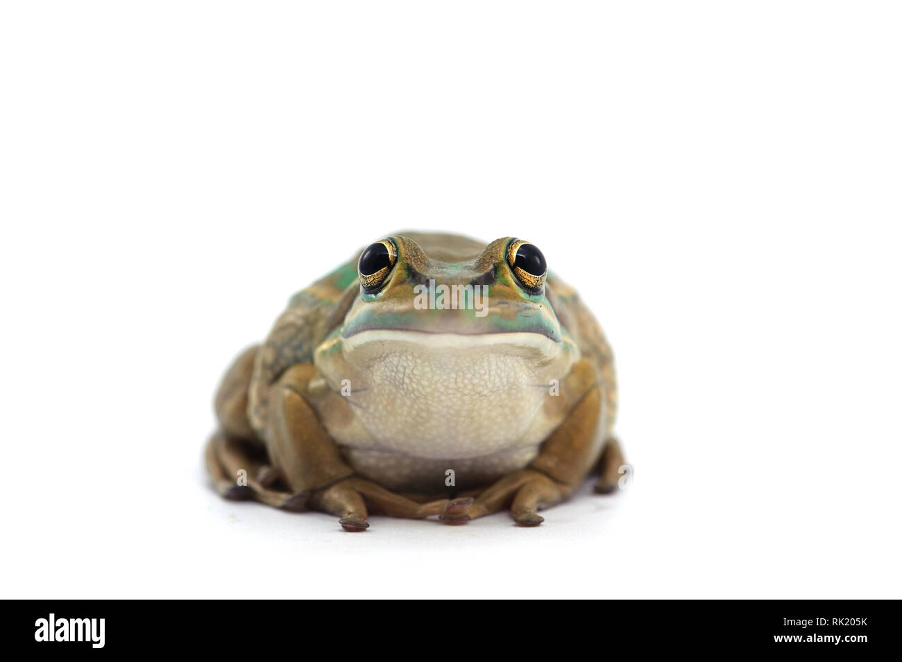 blue Giant flying frog isolated on white background Stock Photo - Alamy