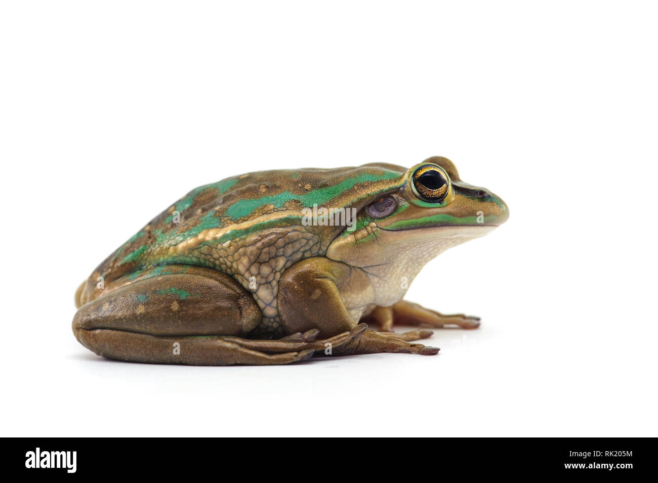 blue Giant flying frog isolated on white background Stock Photo - Alamy