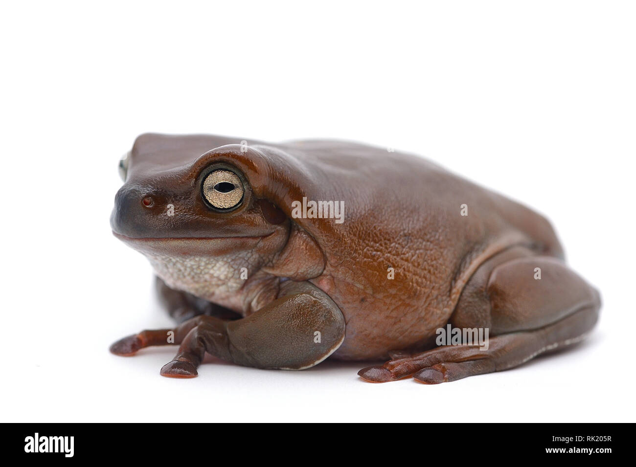 blue Giant flying frog isolated on white background Stock Photo - Alamy