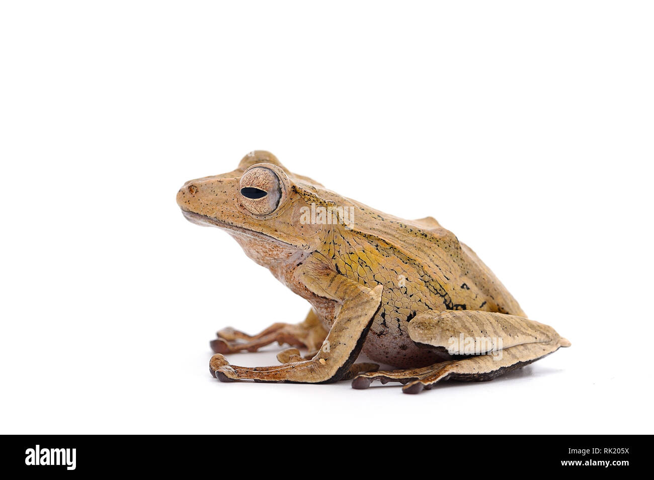 blue Giant flying frog isolated on white background Stock Photo - Alamy