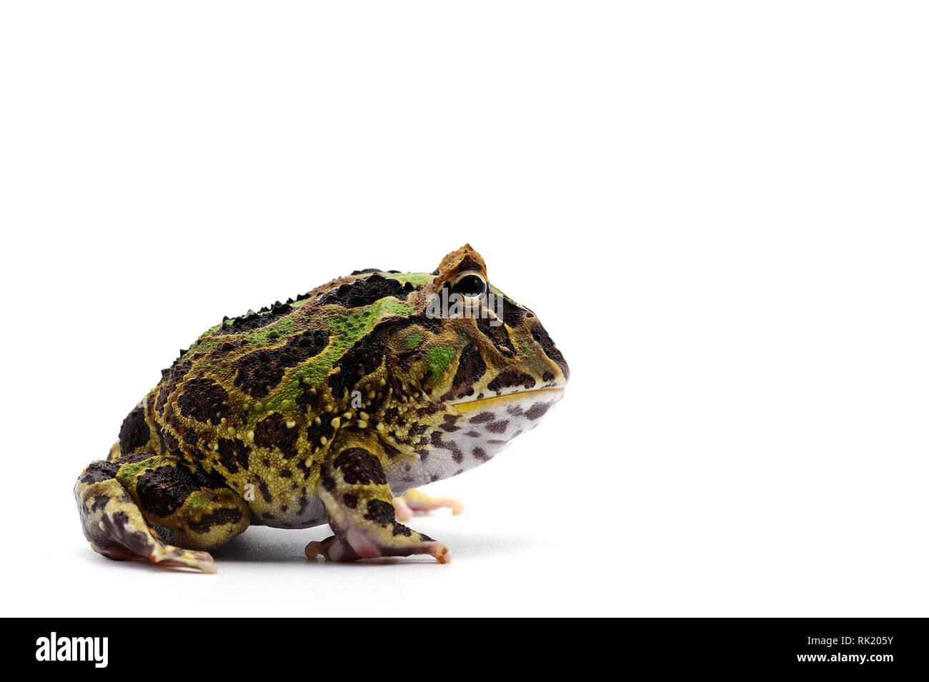 The African bullfrog isolated on white background Stock Photo - Alamy