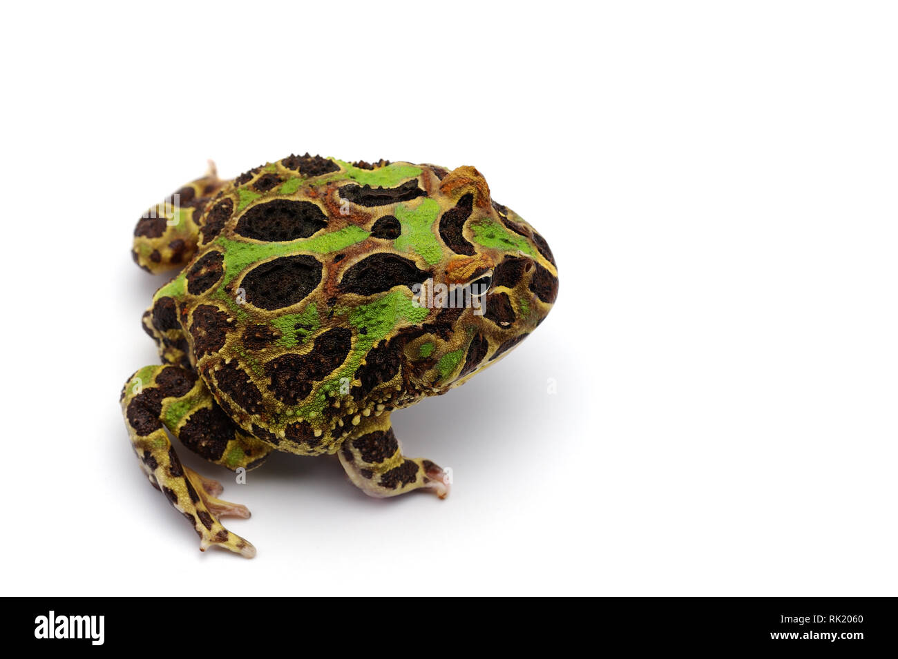 The African bullfrog isolated on white background Stock Photo - Alamy