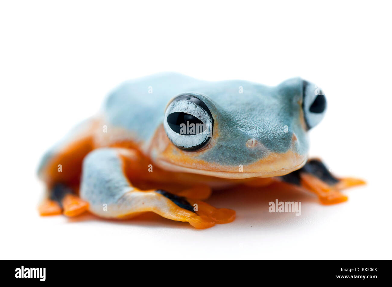 blue Giant flying frog isolated on white background Stock Photo - Alamy