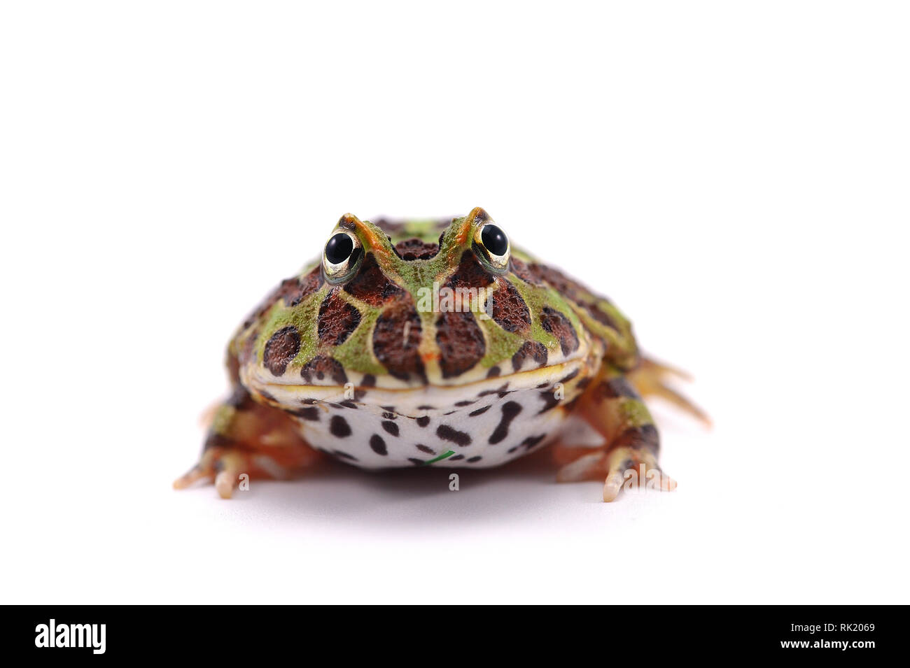 The African bullfrog isolated on white background Stock Photo - Alamy