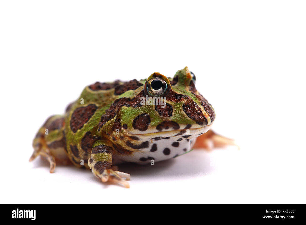 The African bullfrog isolated on white background Stock Photo - Alamy