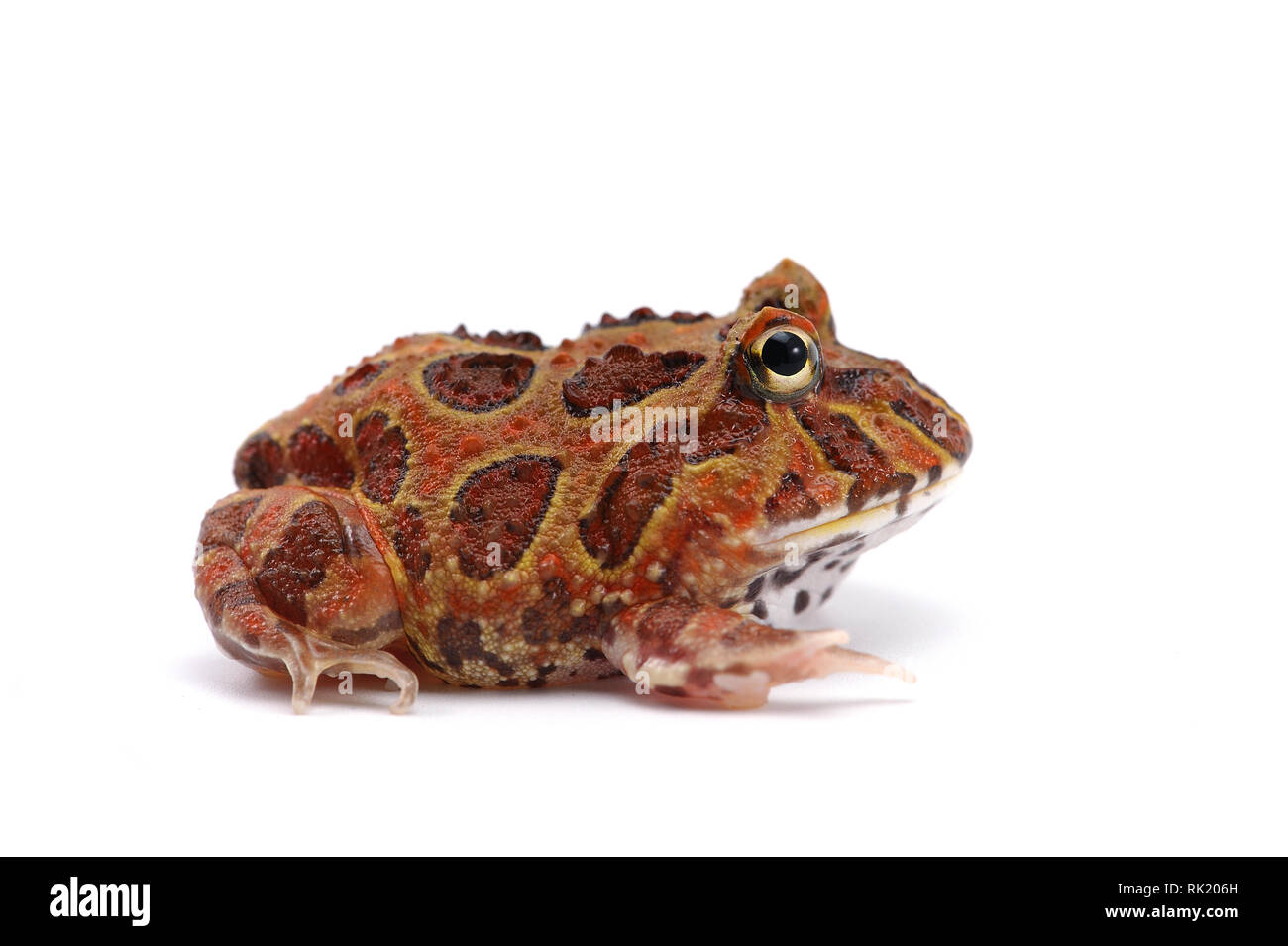 The African bullfrog isolated on white background Stock Photo - Alamy