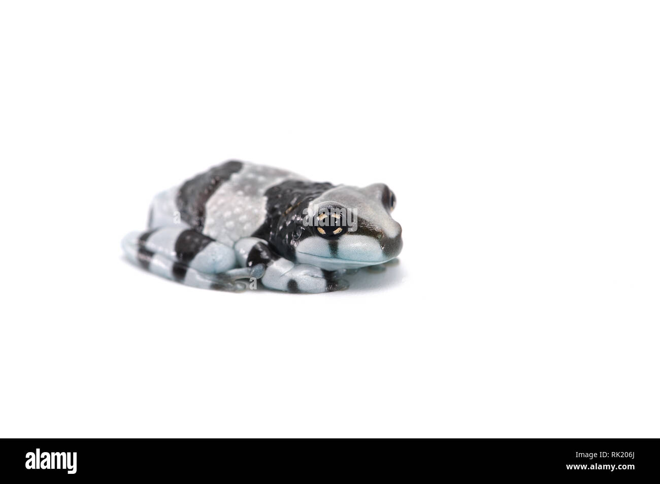 blue Giant flying frog isolated on white background Stock Photo - Alamy