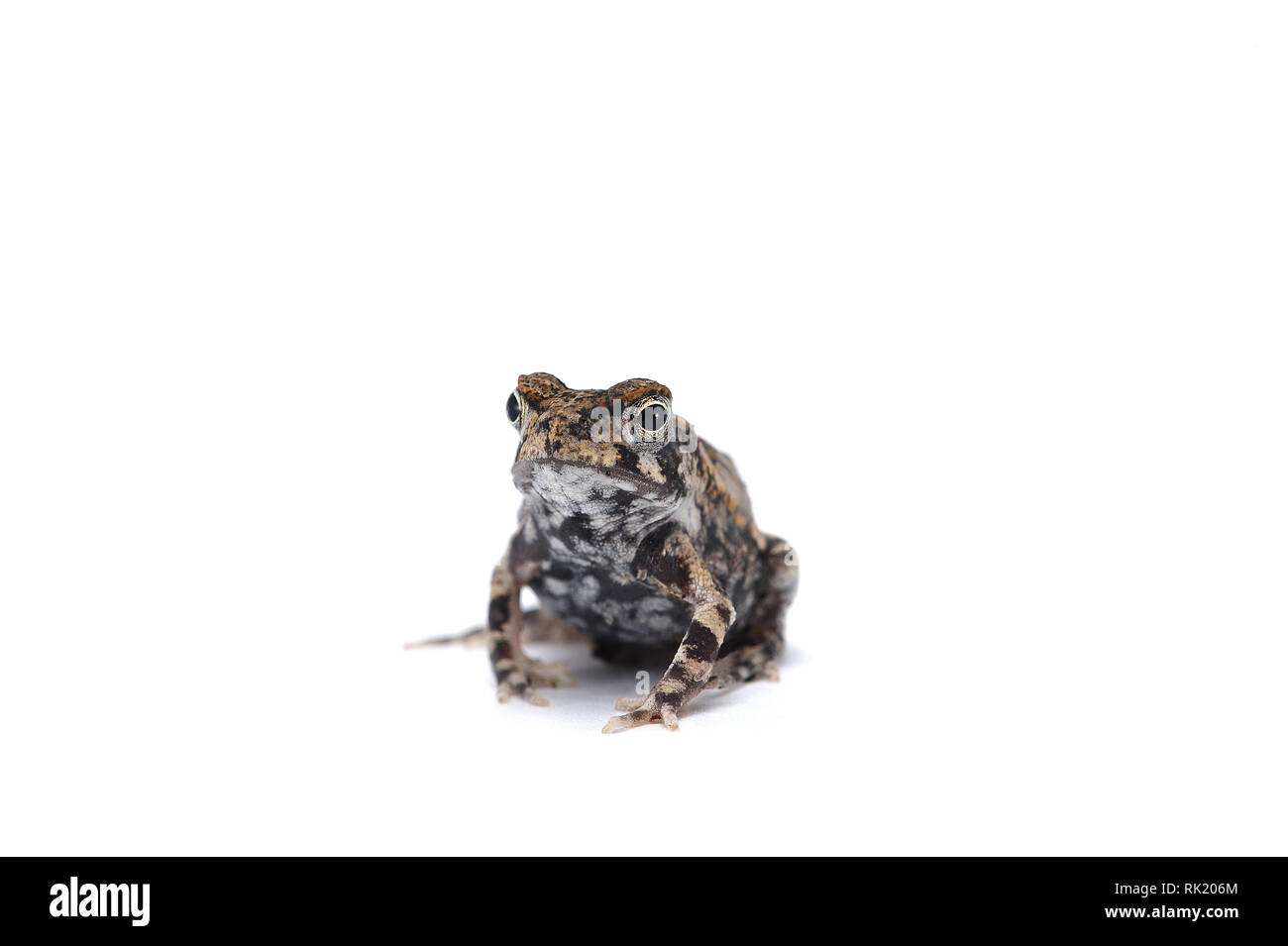 The African bullfrog isolated on white background Stock Photo - Alamy