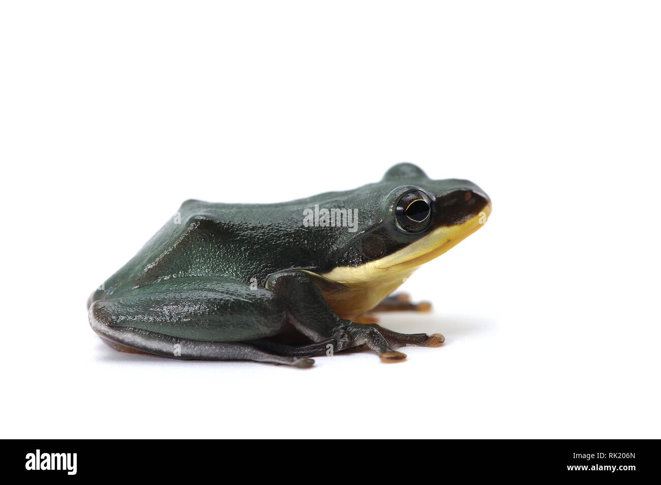 blue Giant flying frog isolated on white background Stock Photo - Alamy
