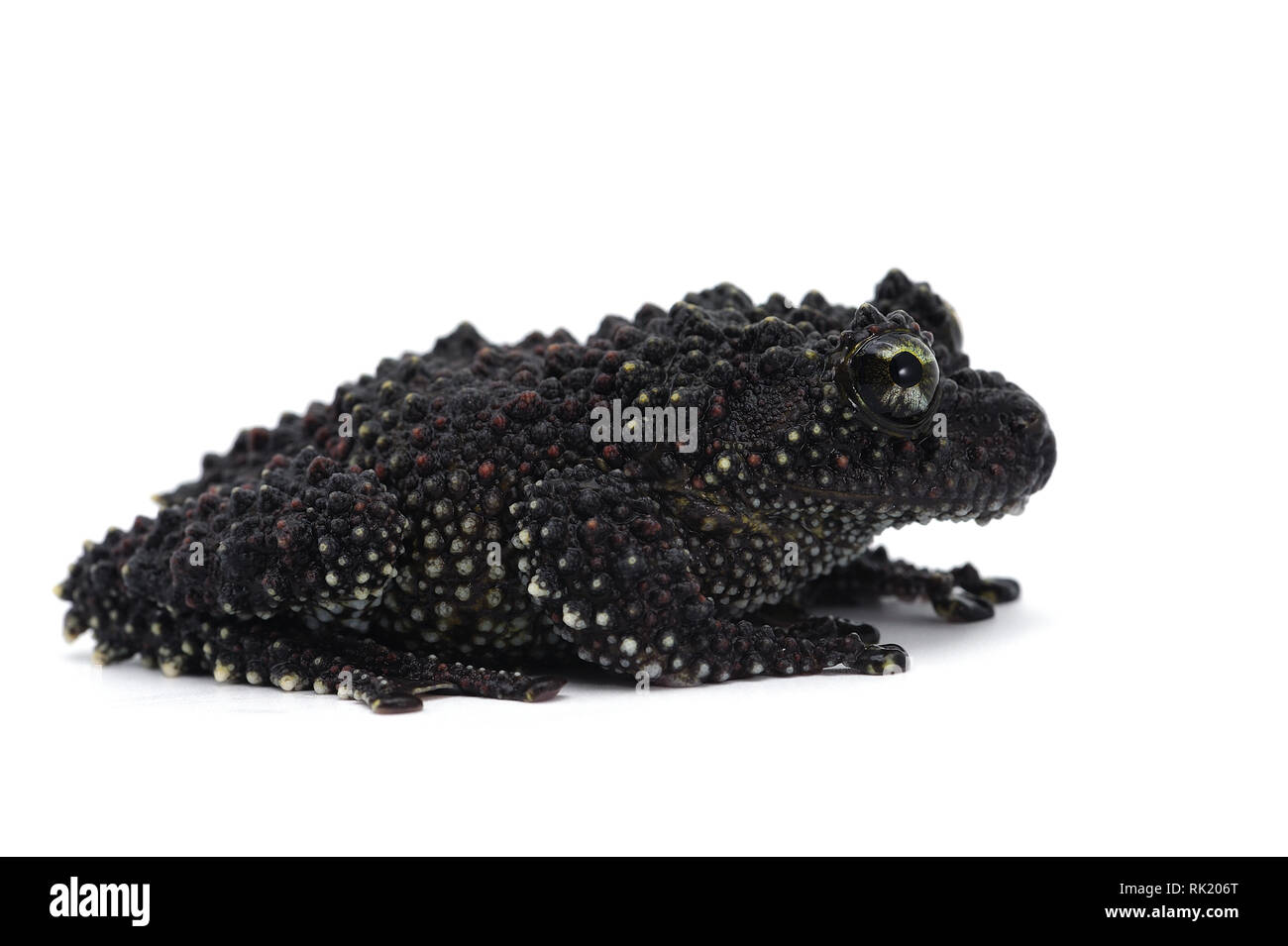 Vietnamese Mossy Frog isolated on white background Stock Photo - Alamy