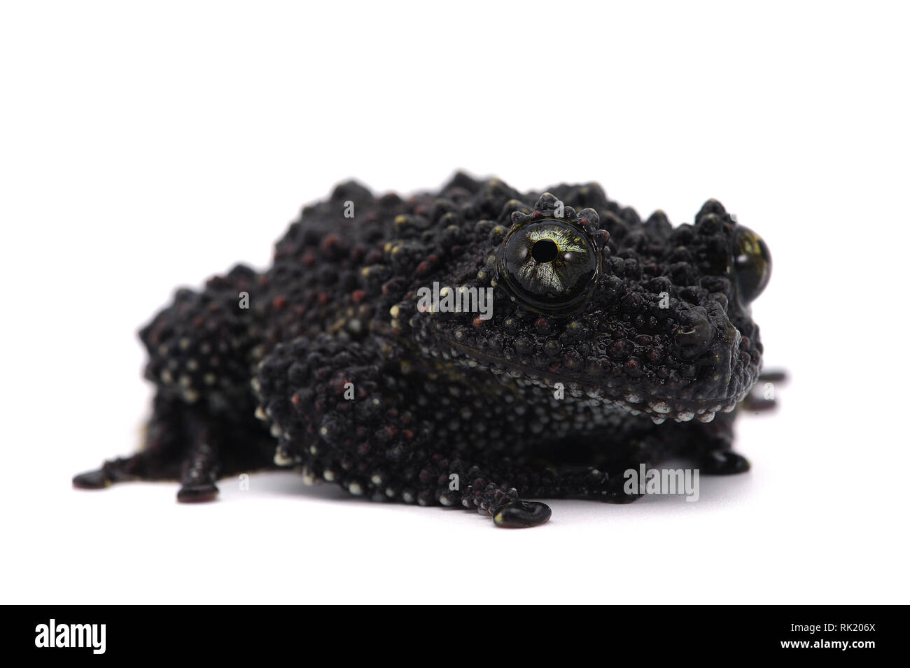 Vietnamese Mossy Frog isolated on white background Stock Photo - Alamy