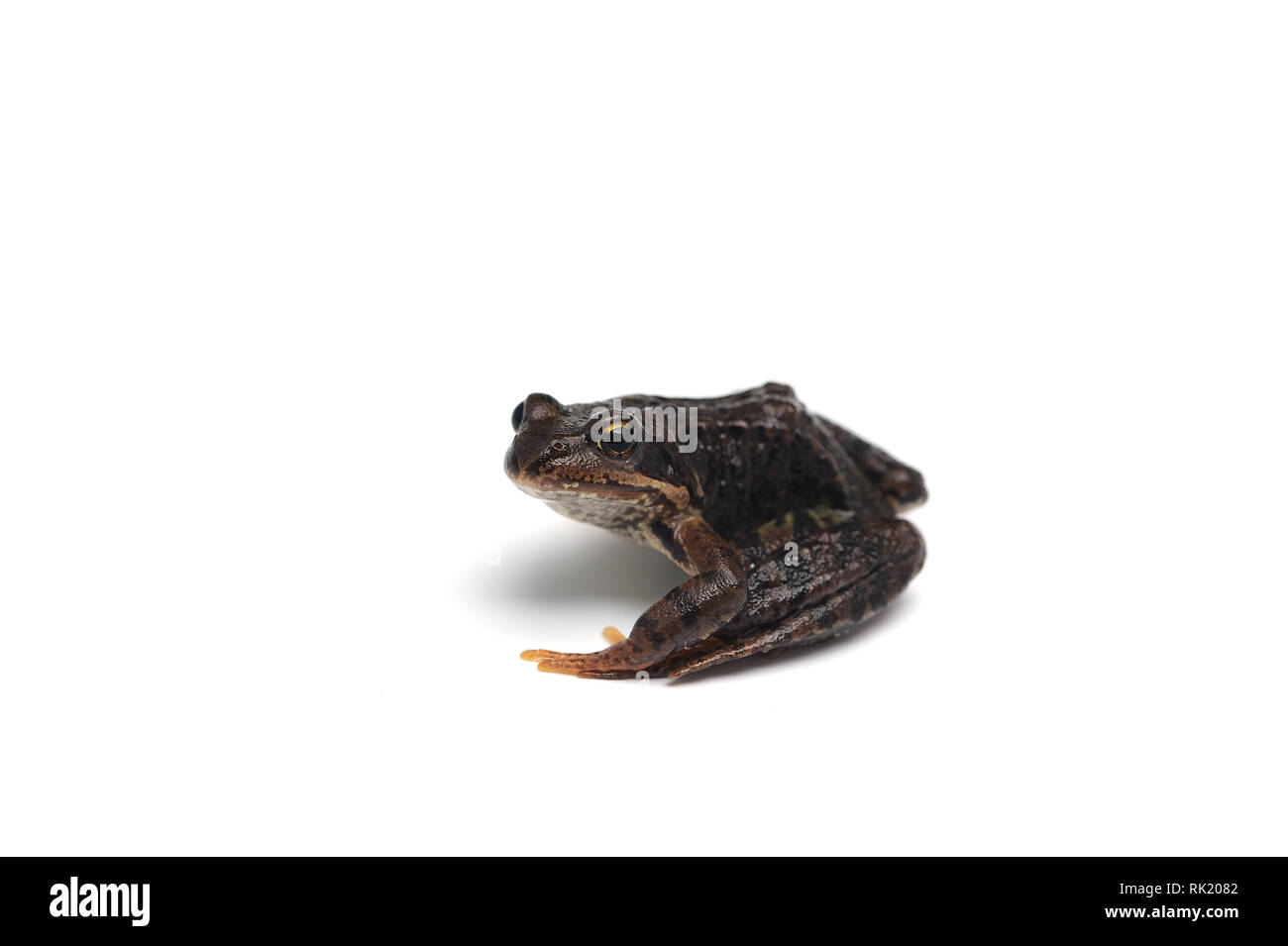 blue Giant flying frog isolated on white background Stock Photo - Alamy