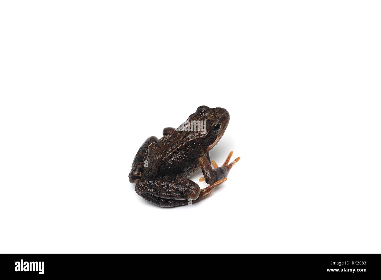 blue Giant flying frog isolated on white background Stock Photo - Alamy