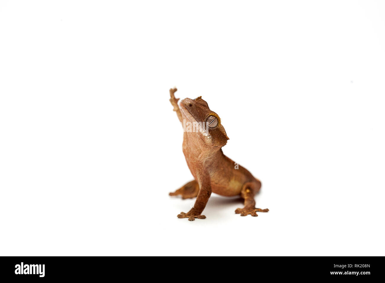 Crested gecko isolated on white background Stock Photo - Alamy