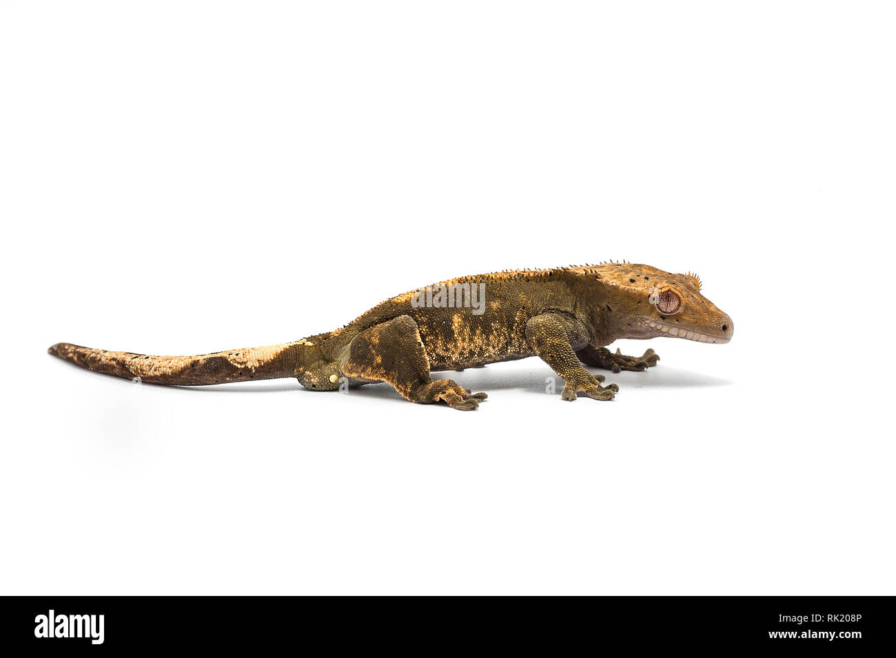 Crested gecko isolated on white background Stock Photo - Alamy
