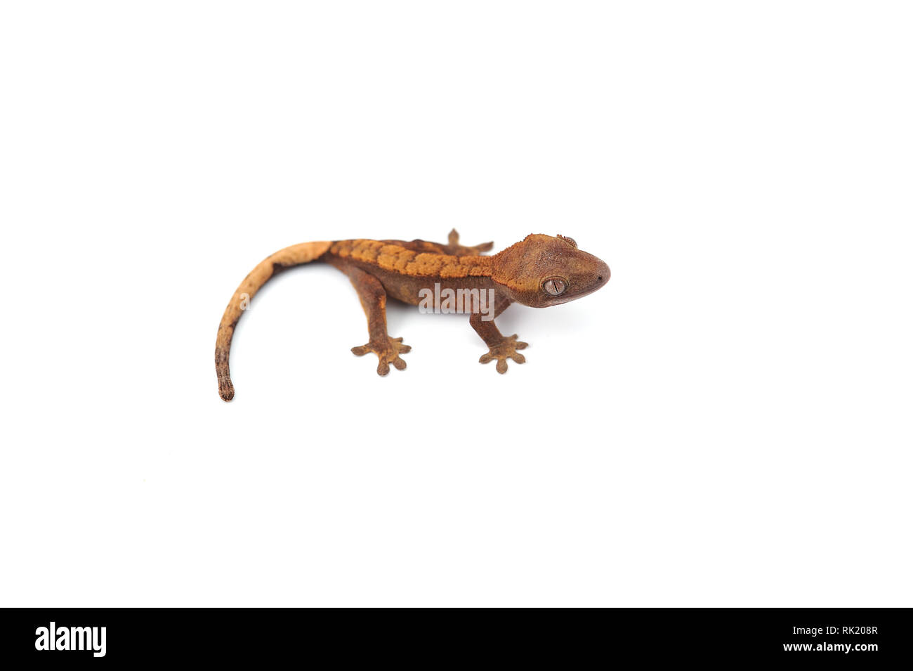 Crested gecko isolated on white background Stock Photo - Alamy