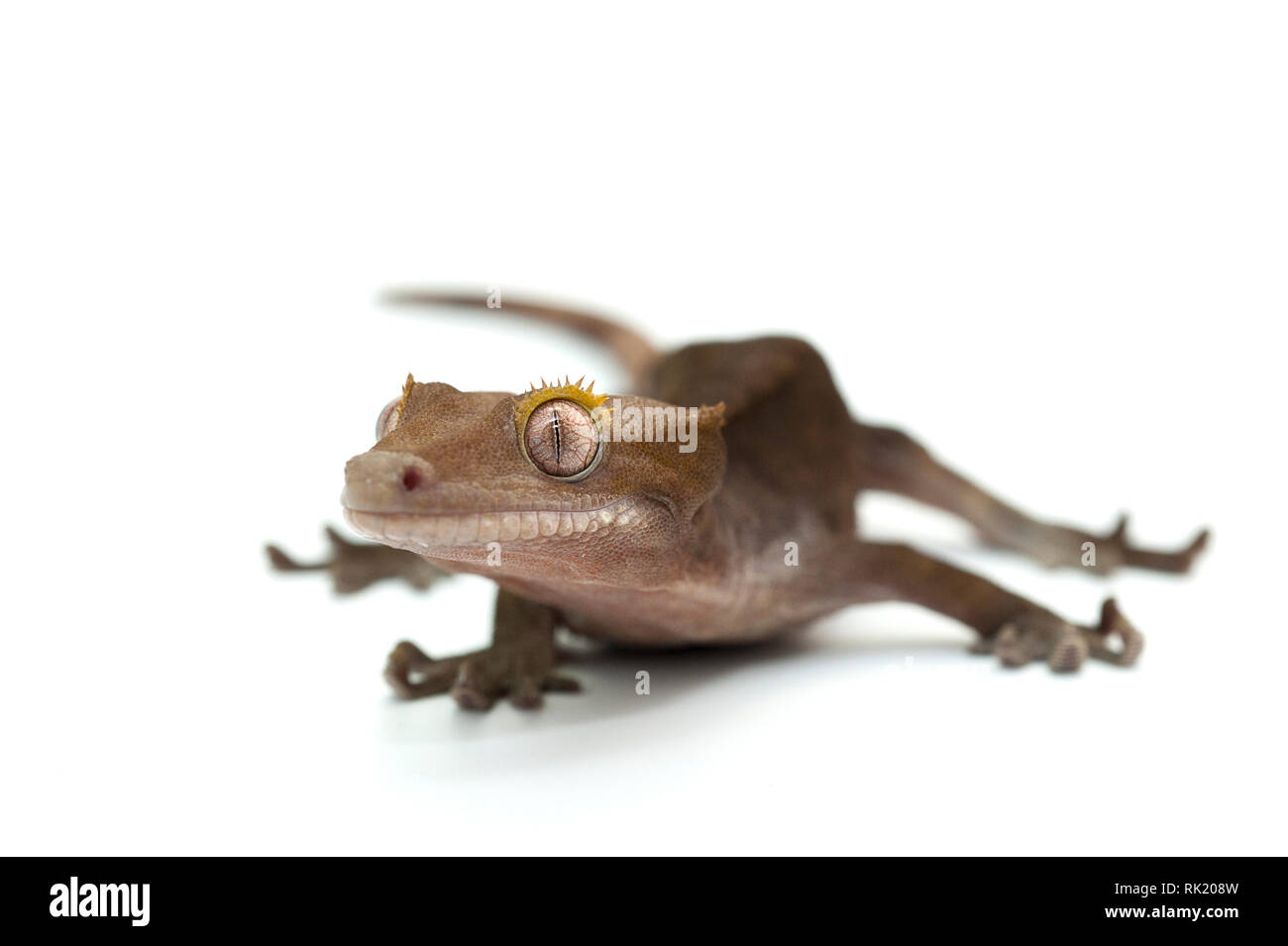 Crested gecko isolated on white background Stock Photo - Alamy