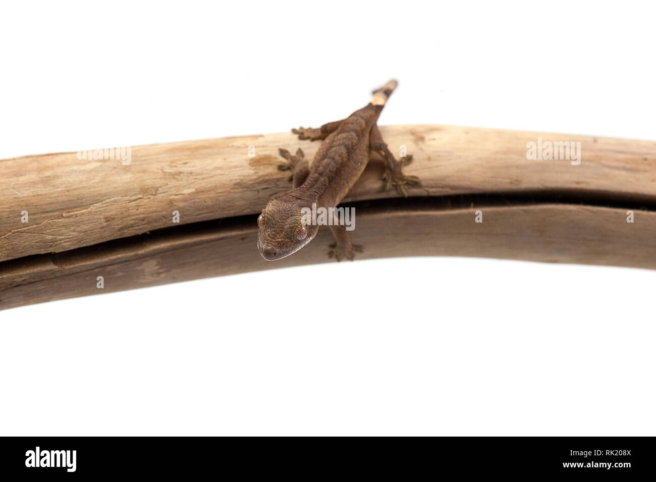 Crested gecko isolated on white background Stock Photo - Alamy