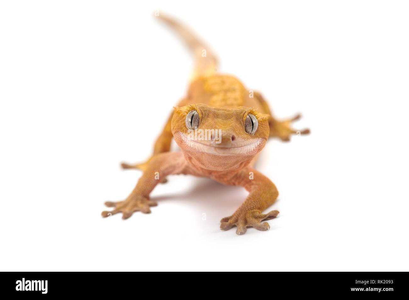 Crested gecko isolated on white background Stock Photo - Alamy