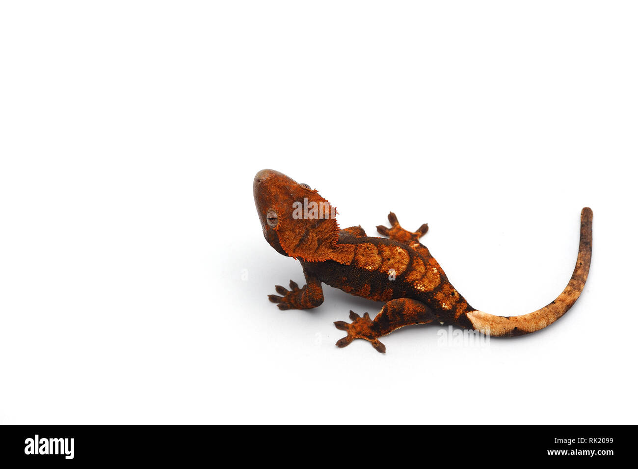 Crested gecko isolated on white background Stock Photo - Alamy