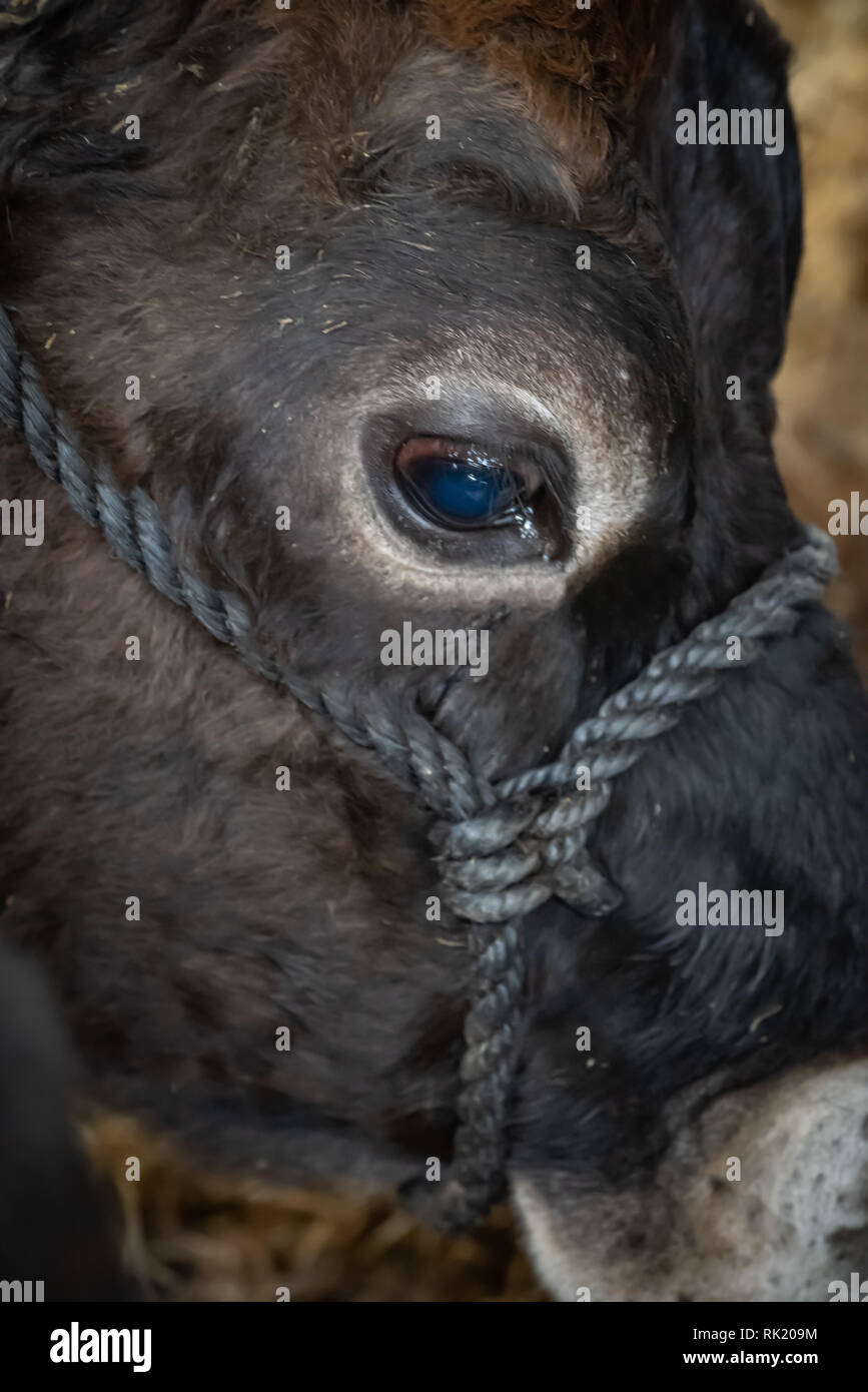 Pennsylvania farm show, 2019, the largest indoor agricultural ...