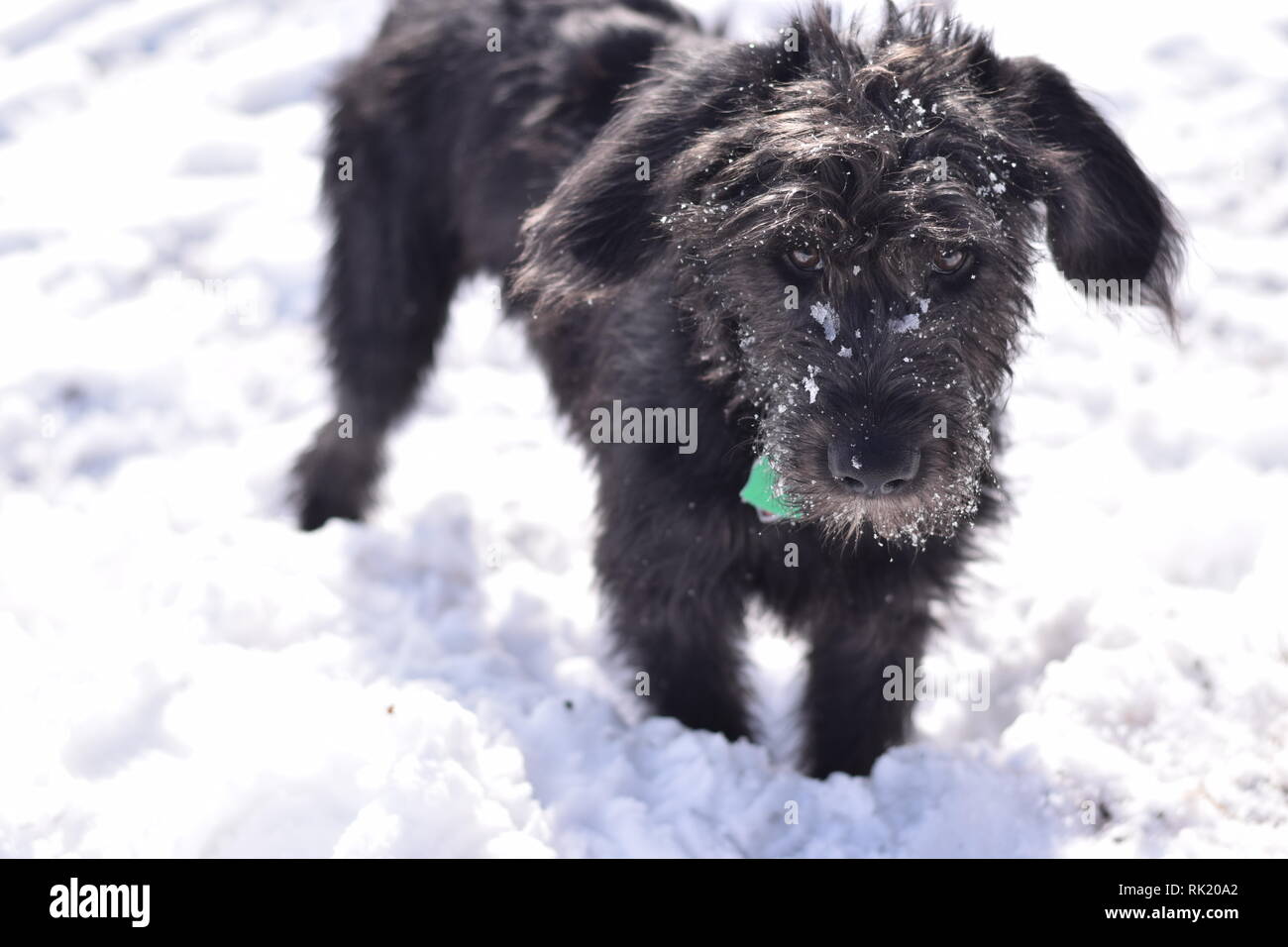 Labradoodle Puppy 4 months old in snow Stock Photo - Alamy