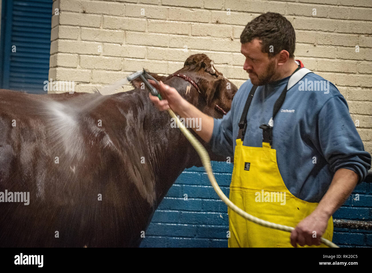 Pennsylvania farm show, 2019, the largest indoor agricultural ...