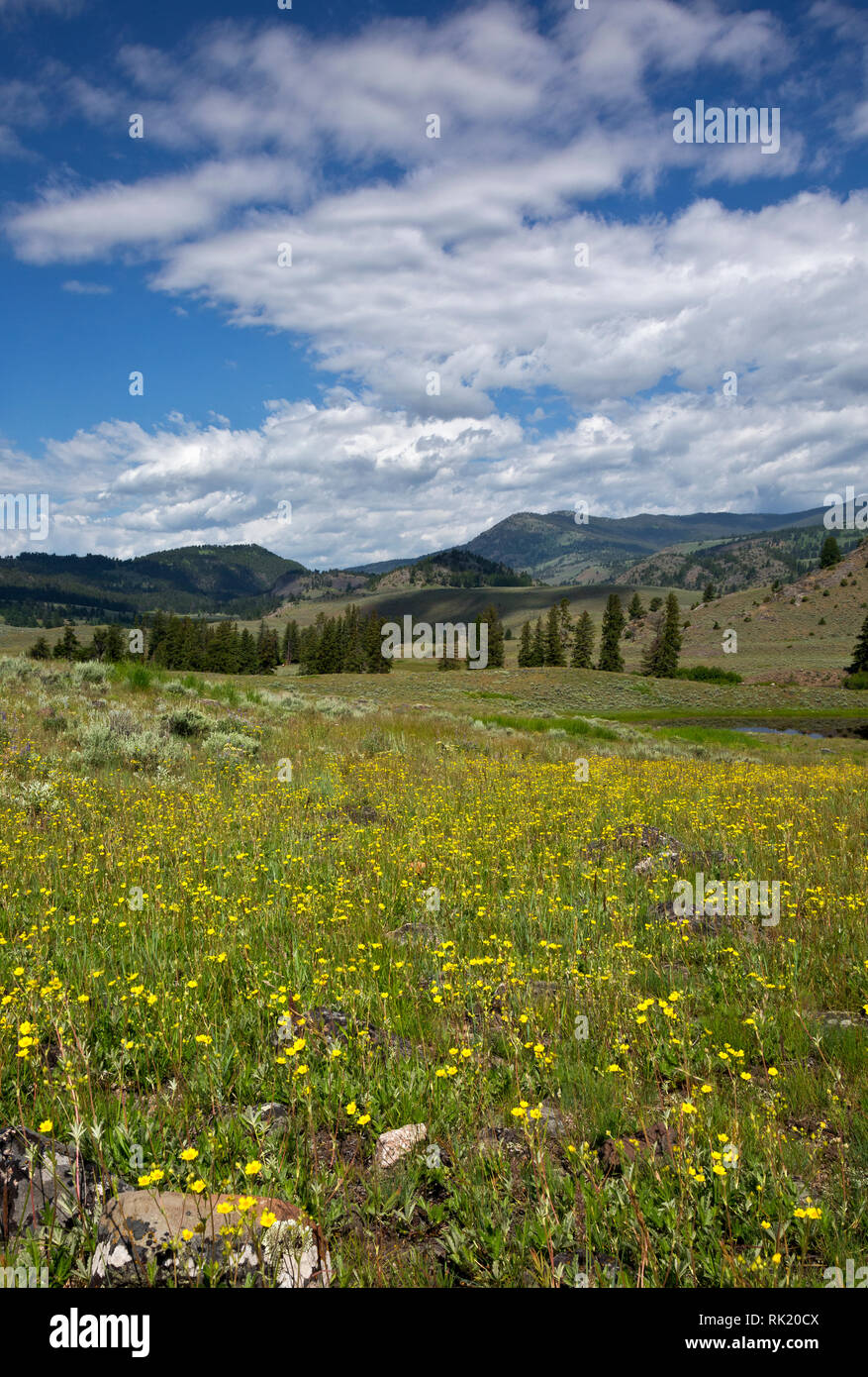 Brush creek trail wildflowers hi-res stock photography and images - Alamy
