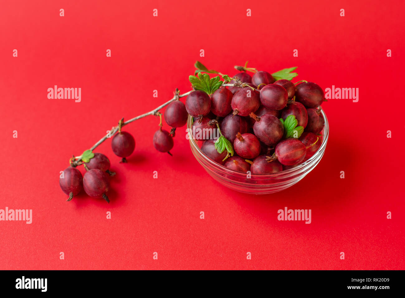 Gooseberry plant container hi-res stock photography and images - Alamy