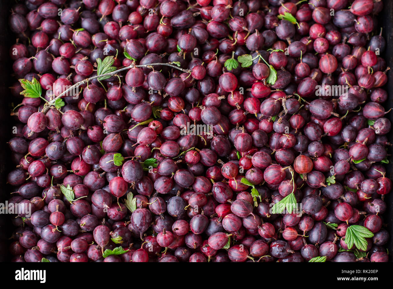 Fresh gooseberry in a glass container on a red background. Berry ...