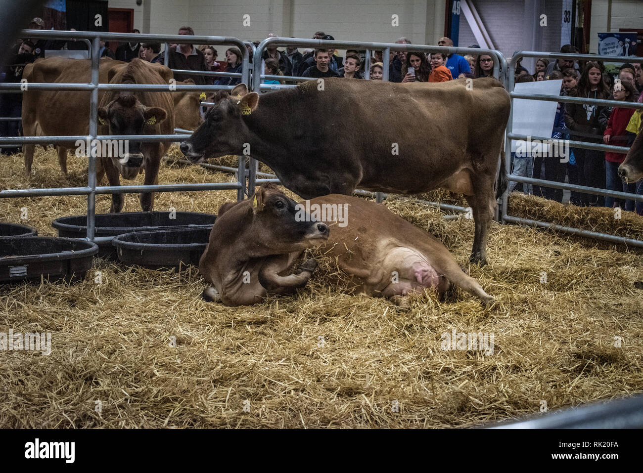 Pennsylvania farm show, Calving area featuring birth of newborn calf ...