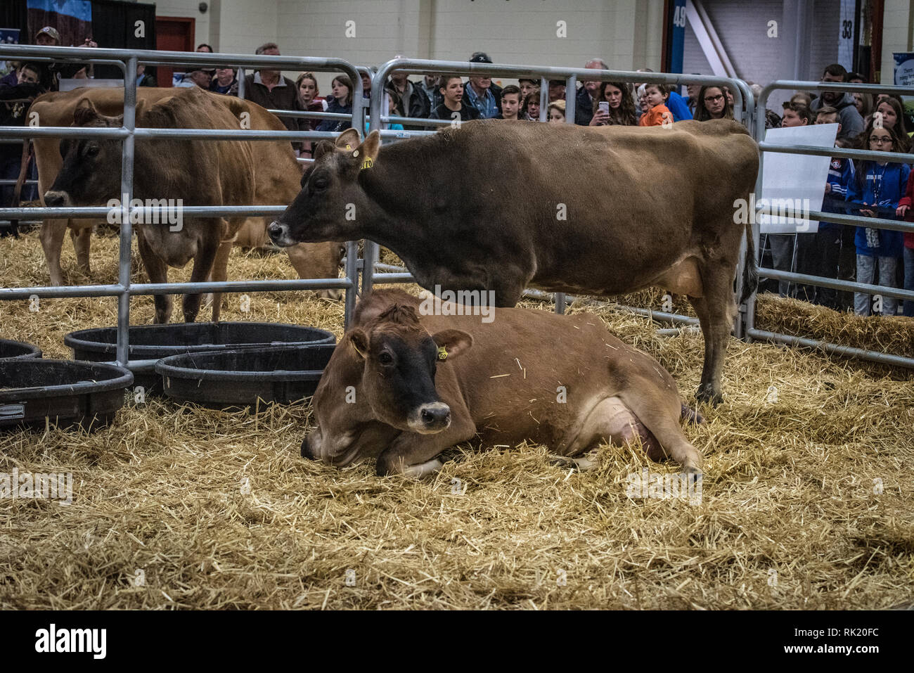 Pennsylvania farm show, Calving area featuring birth of newborn calf ...