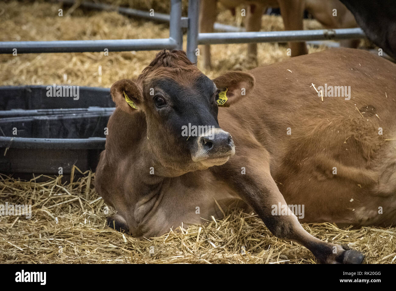 Pennsylvania farm show, Calving area featuring birth of newborn calf ...