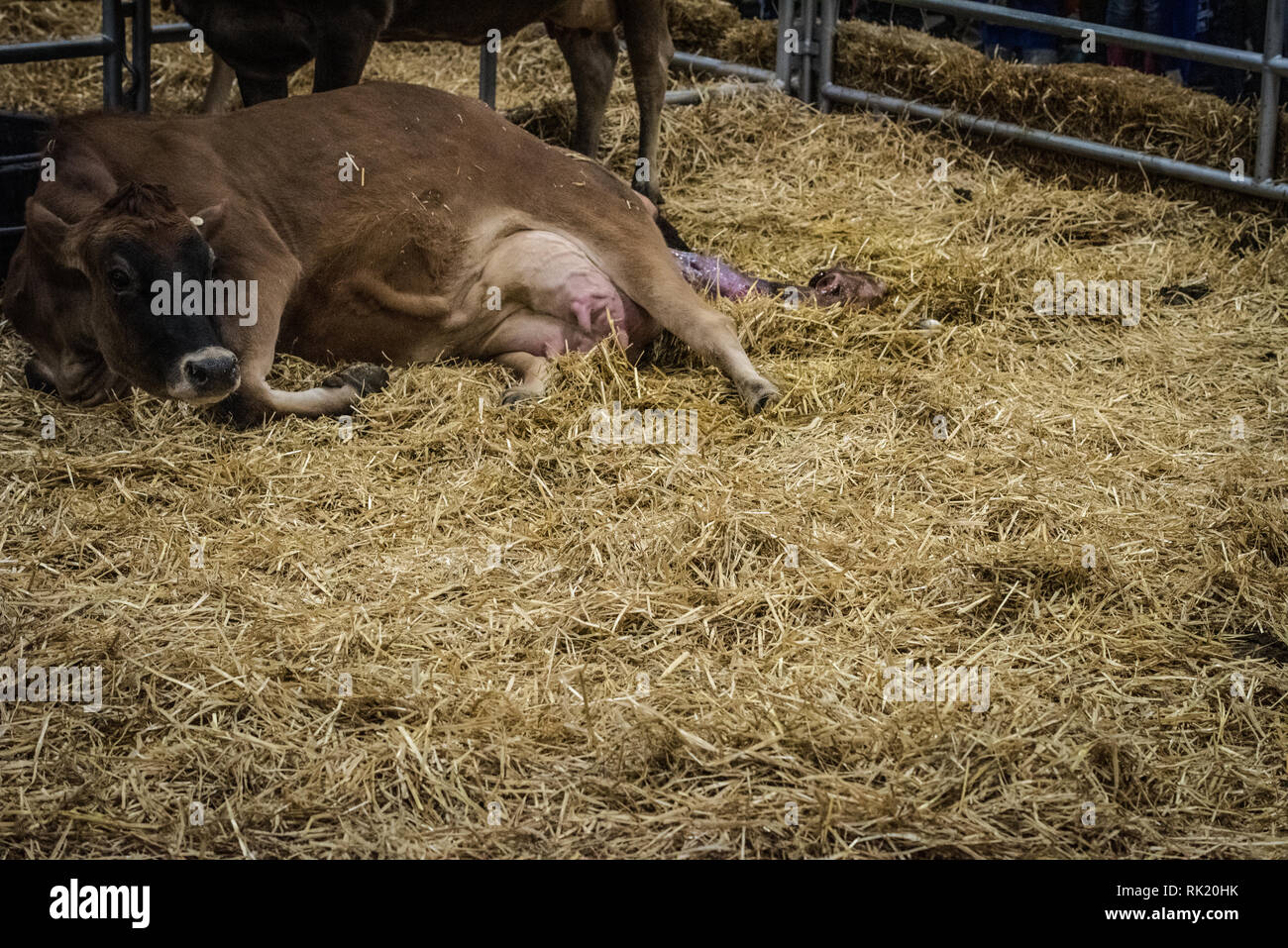 Pennsylvania farm show, Calving area featuring birth of newborn calf ...