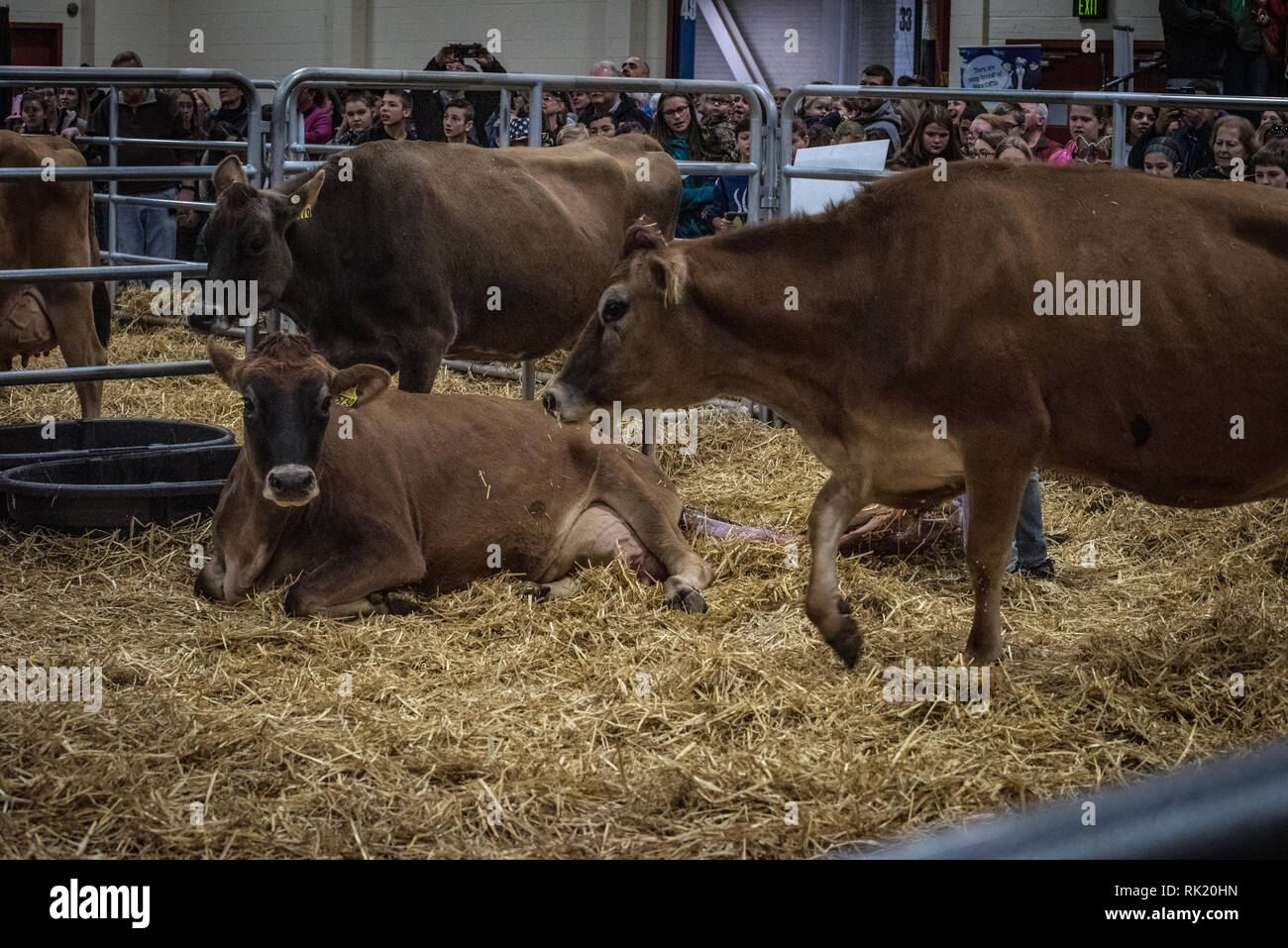 Pennsylvania farm show, Calving area featuring birth of newborn calf ...