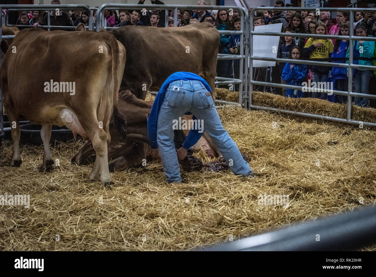 Pennsylvania farm show, Calving area featuring birth of newborn calf ...