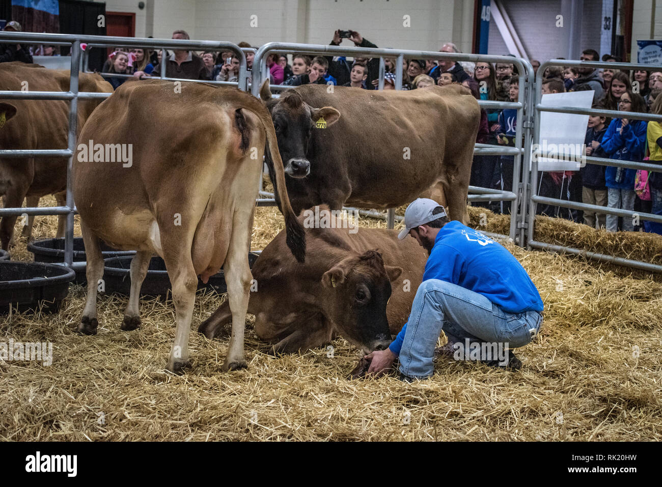 Pennsylvania farm show, Calving area featuring birth of newborn calf ...