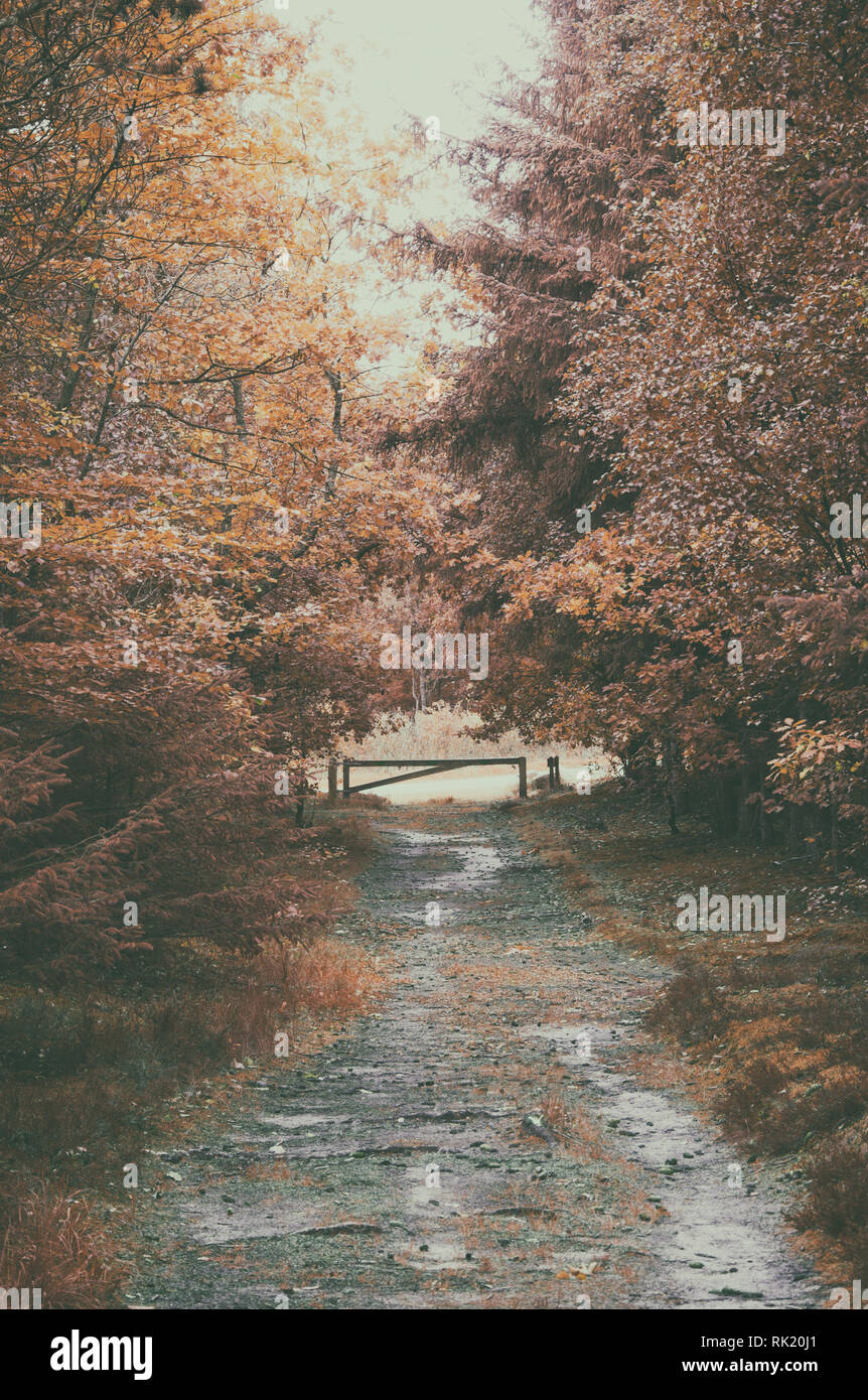 Autumn forest road and wooden gate Stock Photo - Alamy