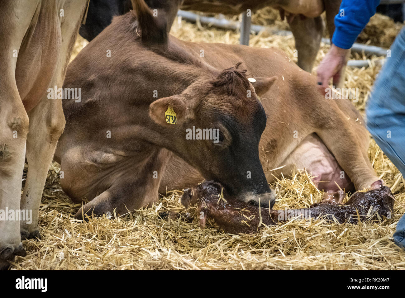 Pennsylvania farm show, Calving area featuring birth of newborn calf ...